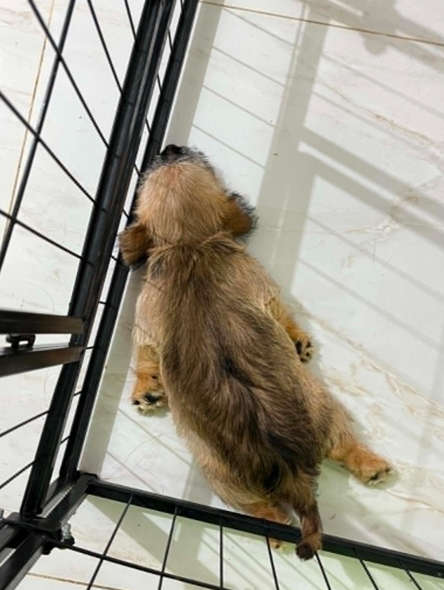 Our Little Memories — Mochi & Punchi